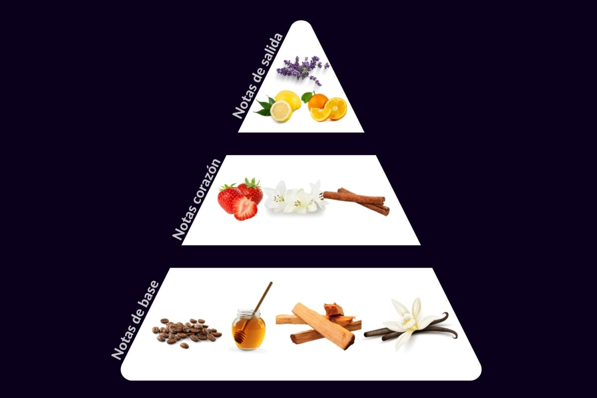 Qué son las notas y acordes de un perfume – Parfumerie d'Aquitaine